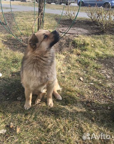 Собака Бублик ищет дом