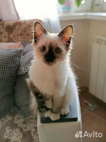 Котенок Рэгдолл (Regdoll)