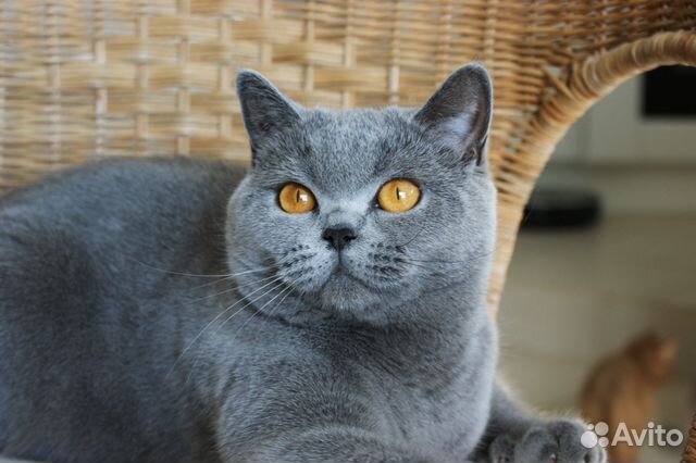 Британский котята 1 месяц