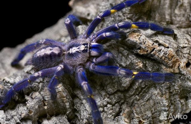Паук-птицеед Poecilotheria metallica, самка
