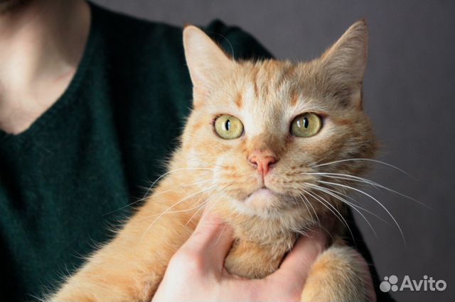 Ищет дом кот