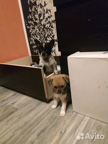 Щенята чихуашки