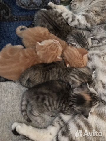 Котята британцы