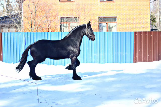 Статная фризская кобыла