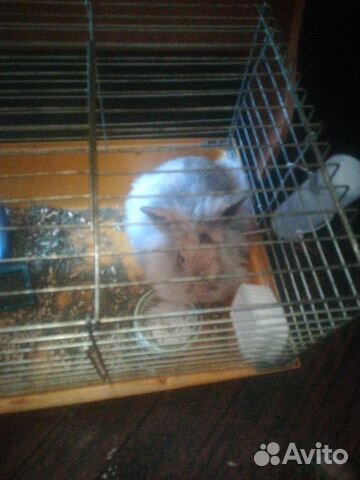 Декаротивный кролик