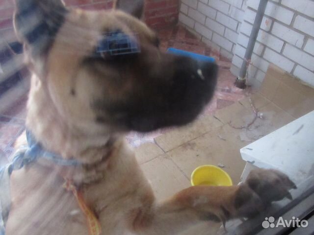 Найден молодой пёс бельгийской овчарки (малинуа)