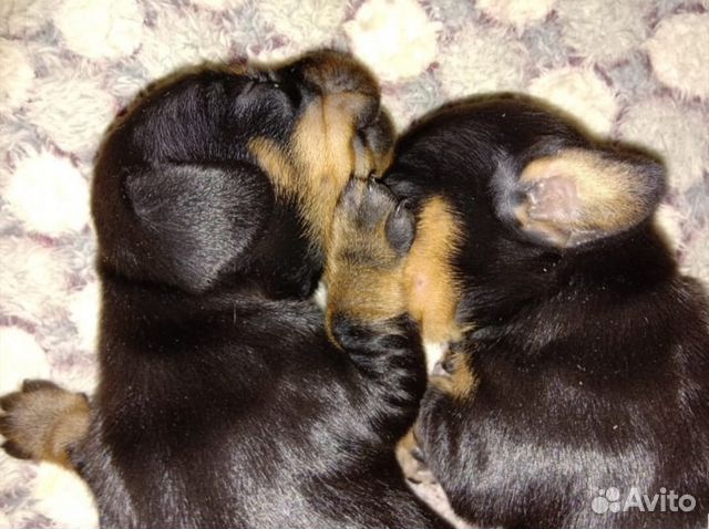 Щенки Таксы