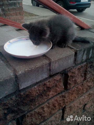 Котодети ищут своих родителей