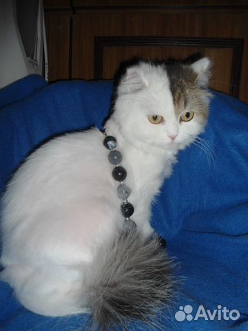 Трогательная, нежная Амура