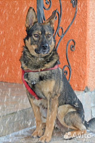 Шнапс ищет дом