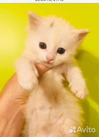 Беленькая девочка котенок