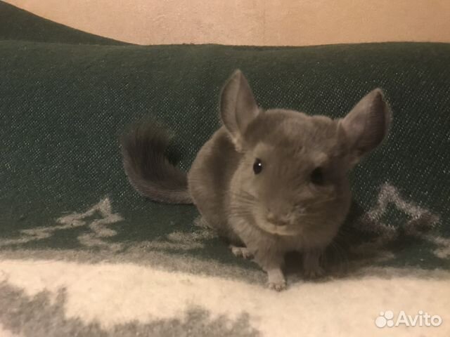 Шиншилла мальчик (4 мес.)