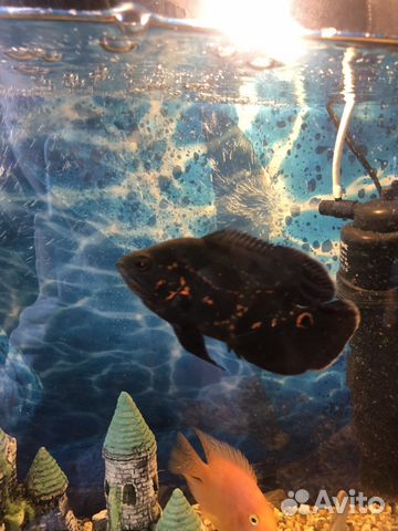 Астронотус, попугай, пангасиус