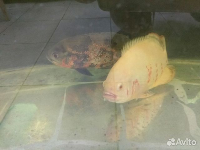 Астронотусы подростки