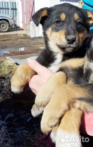 Щенок девочка