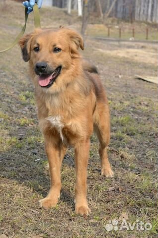 Рыжий красавец 8 мес