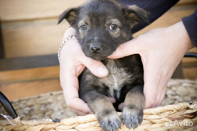 Щенок Тайсон. Вырастет примерно по колено. Привезу