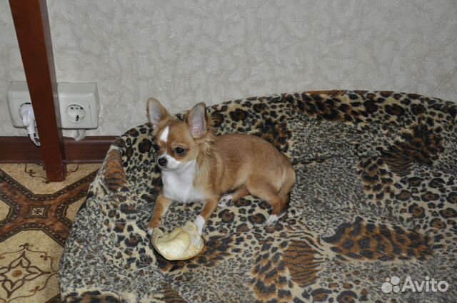 Куколка чишка