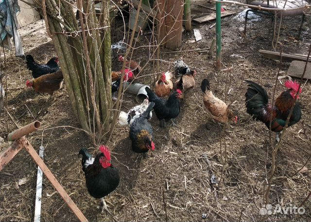 Инкубационное яйцо, куры бентамки, петухи бентамки