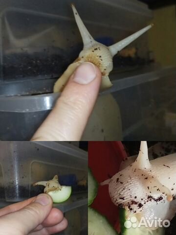 Африканские улитки Ахатина-Фулика (альбинос)