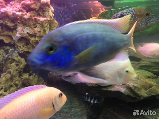 Рыба Малавийские Цихлиды