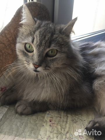 Пушистая умница, красавица- кошка в дар