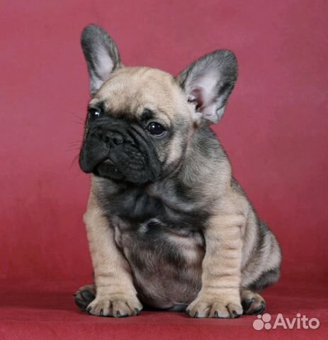 Щенки бульдожата