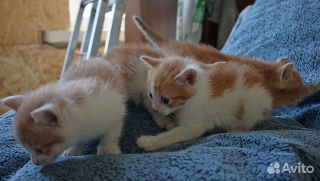 Котята в добрые и ответственные руки