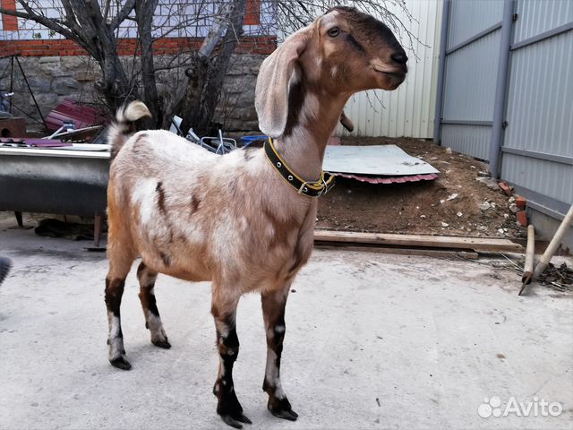 Чистопородная англо-нубийская козочка