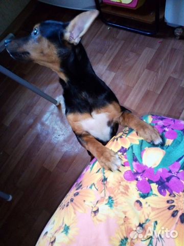 Щенок той фокстерьер (кобель)