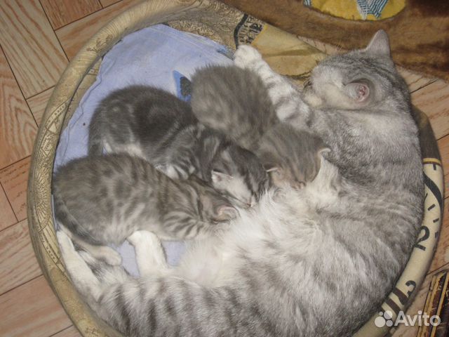 Котятки- британцы