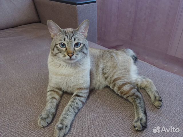 Красивый кот ищет возлюбленную