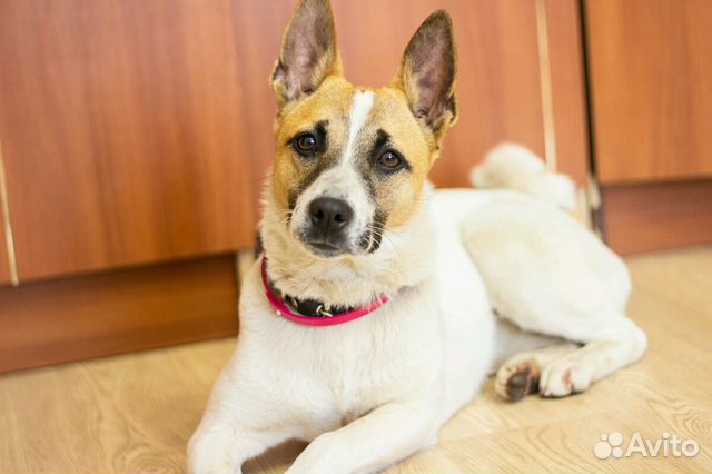 Собака Рада