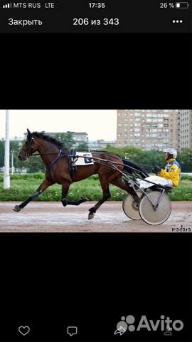 Орловский рысак