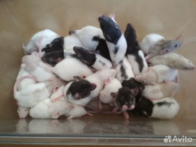 Крысята Дамбо