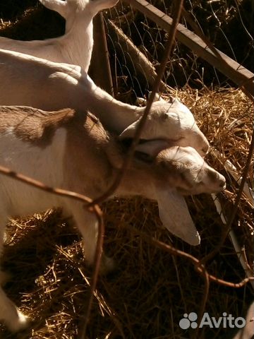 Козлята от нубийской козы