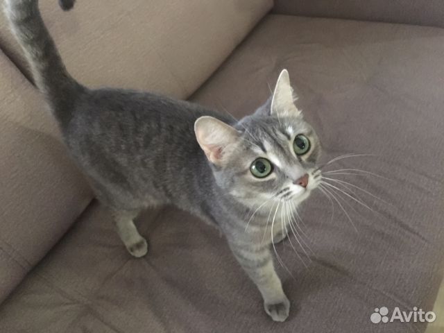 Отдам кошек в добрые руки