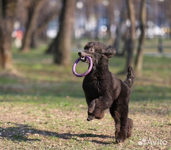 Щенок серебристого королевского пуделя. Мальчик