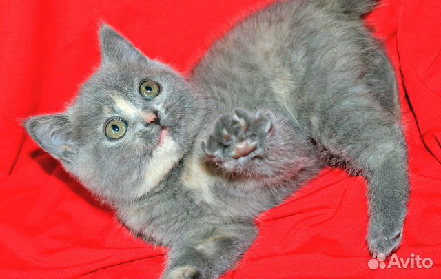 Милашка бриташка