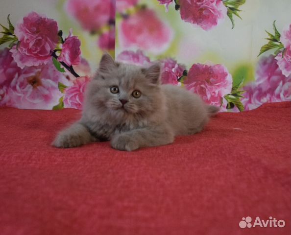 Очаровательный домовенок