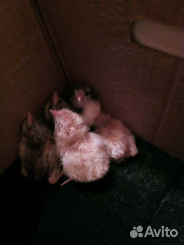 Цыплята от домашних несушек