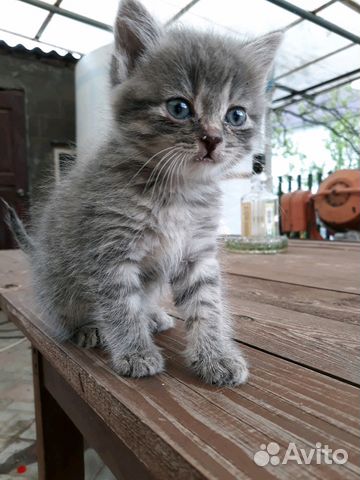 Котенок бесплатно