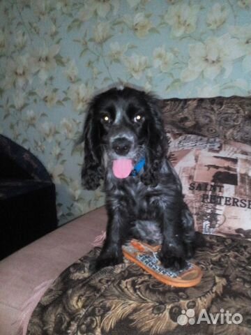 Игривая спаниелька