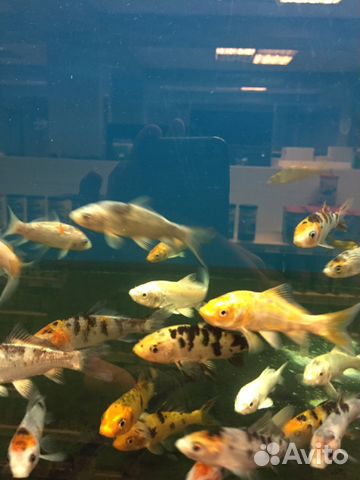 Карпы для пруда Кои