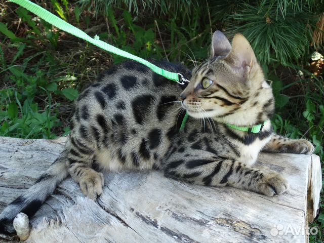 Золотая бенгальская девочка