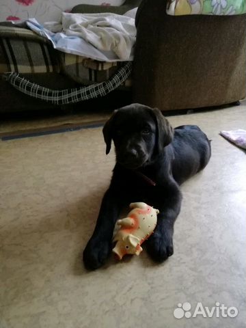Щенок лабрадора