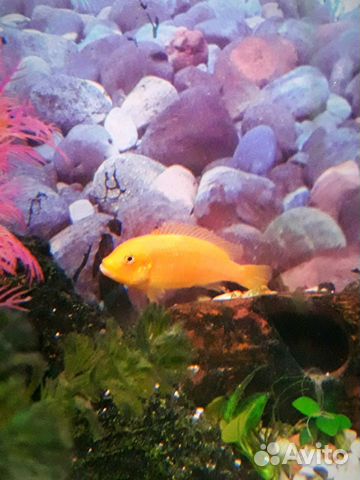 Бесплатно рыба Еллоу