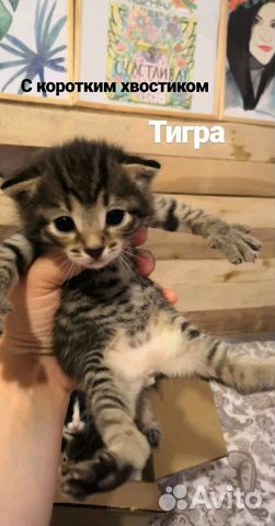 Котята
