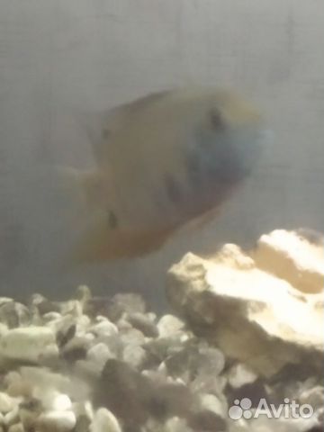 Отдам рыбку