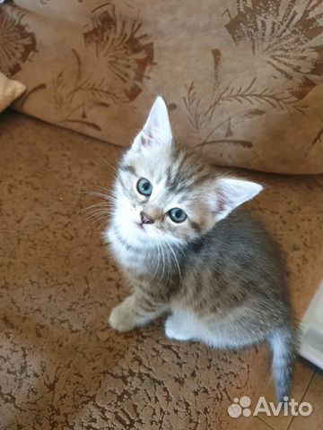 Котята шотландские метисы
